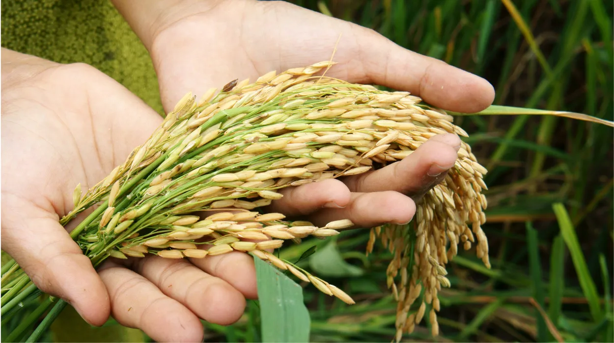 Integrated Crop Diversification and Food Security Training Course ...